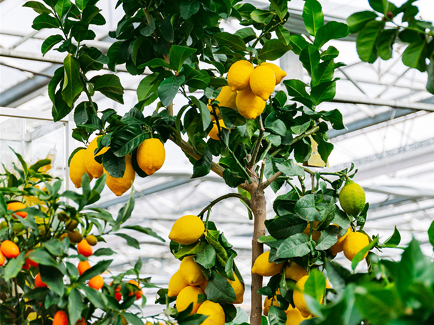 Große Baumschulen nahe Freiburg, in der Ortenau u. im Elztal
