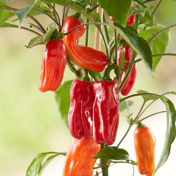 ROTES OBST & GEMüSE! - Sauter grün erleben GmbH & Co. KG