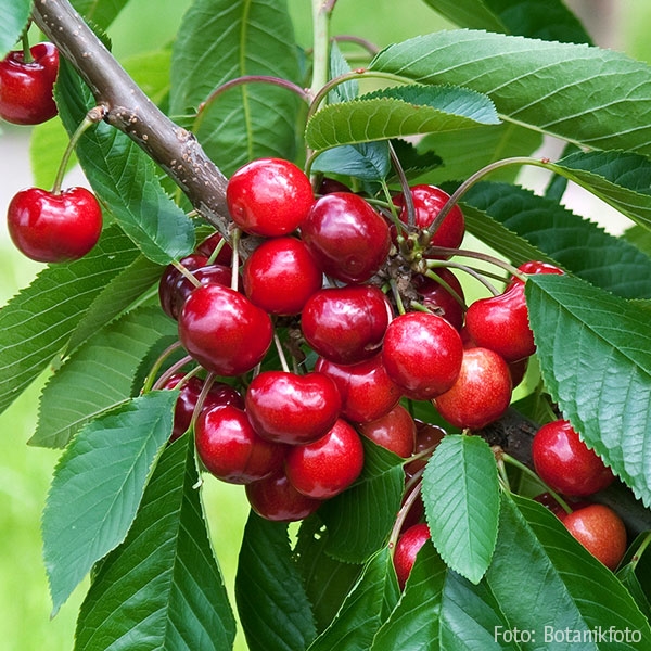 ROTES OBST & GEMüSE! - Sauter grün erleben GmbH & Co. KG