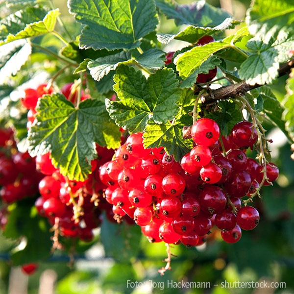 ROTES OBST & GEMüSE! - Sauter grün erleben GmbH & Co. KG