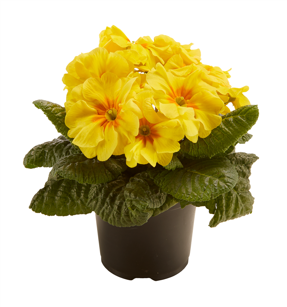 PRIMEL, PRIMULA VULGARIS - Sauter grün erleben GmbH & Co. KG