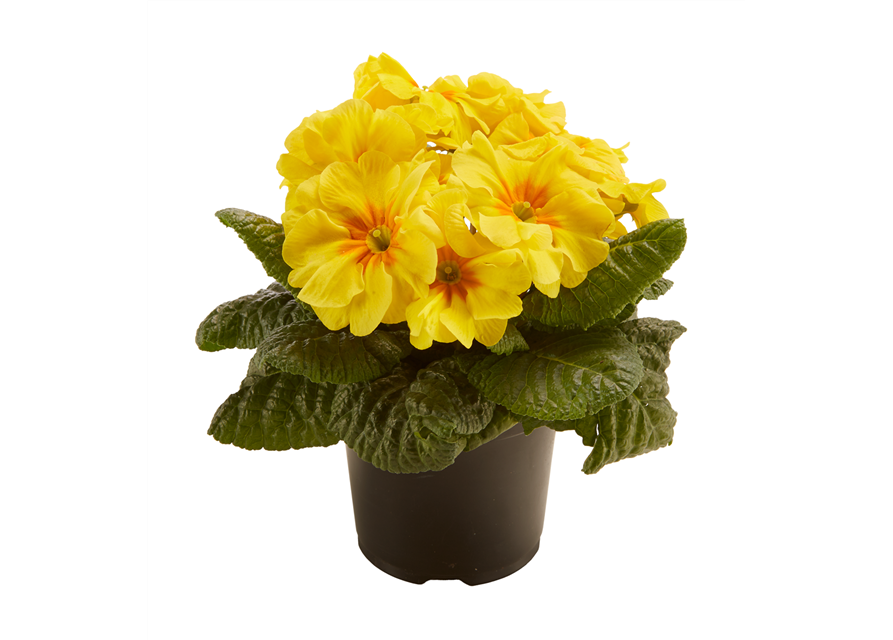 PRIMEL, PRIMULA VULGARIS