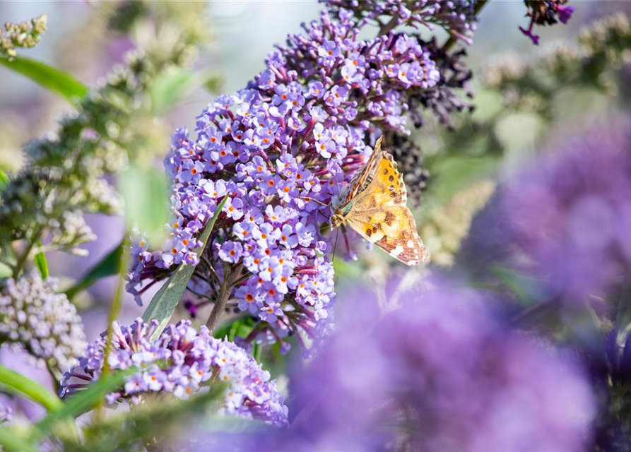 Buddleja davidii 'Empire Blue', Sommerflieder 'Empire Blue'