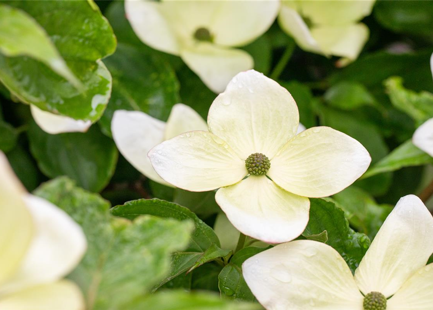 Cornus kousa 'Venus'®, Japanischer Blumen-Hartriegel 'Venus'®