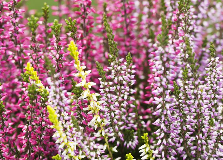 Calluna vulgaris Trio-Girls®, Winterharte Knospenheide Trio-Girls®