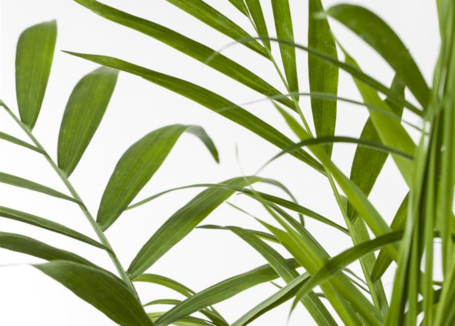 Chamaedorea elegans, Mexikanische Bergpalme