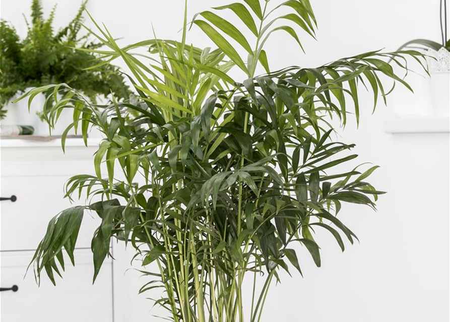 Chamaedorea elegans, Mexikanische Bergpalme