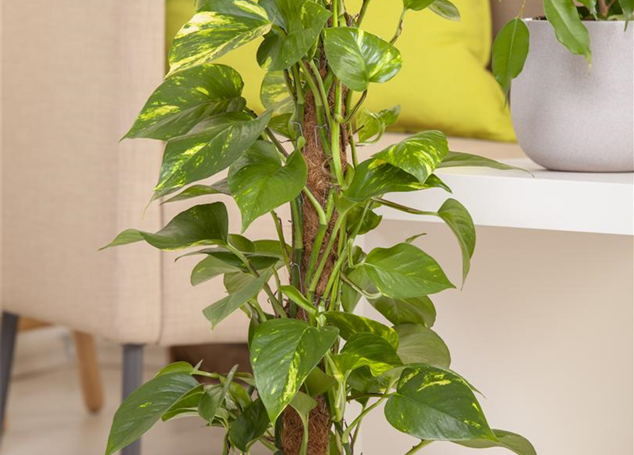Efeutute Epipremnum Aureum