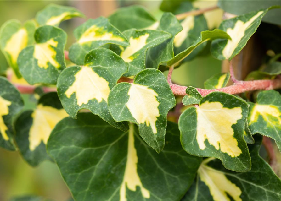 Hedera helix 'Goldheart', Gelbbunter Efeu 'Goldheart'