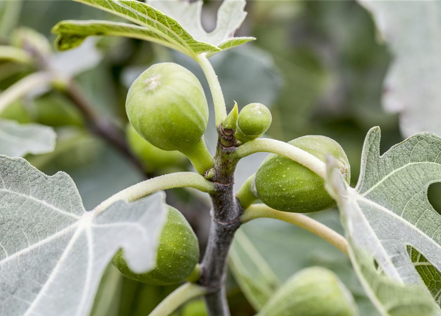 Ficus carica, Echte Feige