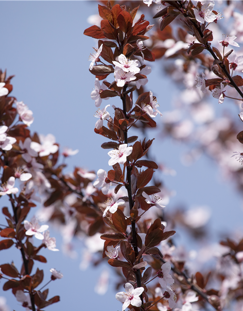 Prunus cerasifera 'Nigra', Blutpflaume 'Nigra'