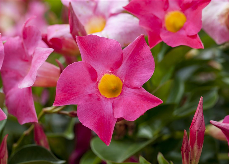 Mandevilla sanderi 'Sundaville'®, Dipladenia