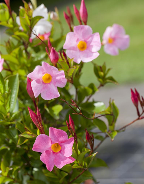 Mandevilla sanderi 'Sundaville'®, Dipladenia