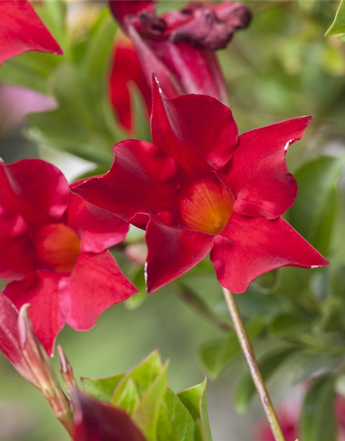 Mandevilla sanderi 'Sundaville'®, Dipladenia
