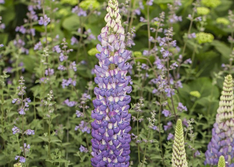 Lupinus polyphyllus, Vielblättrige Lupine