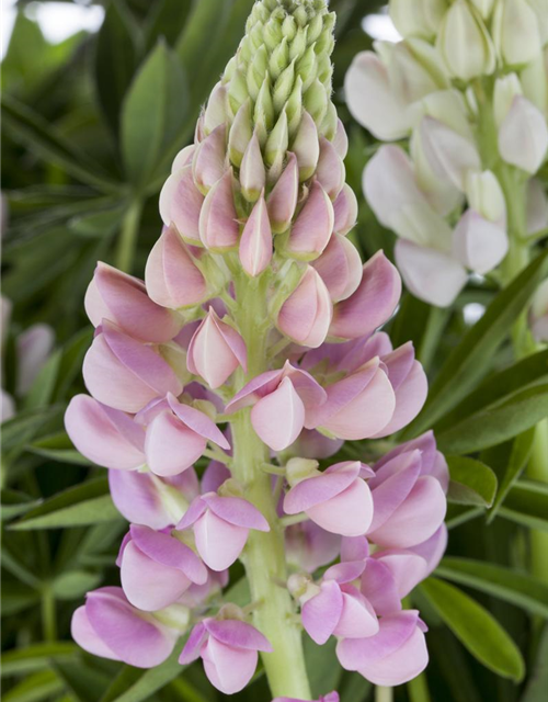Lupinus polyphyllus 'Nanus Gallery', Lupine 'Nanus Gallery'