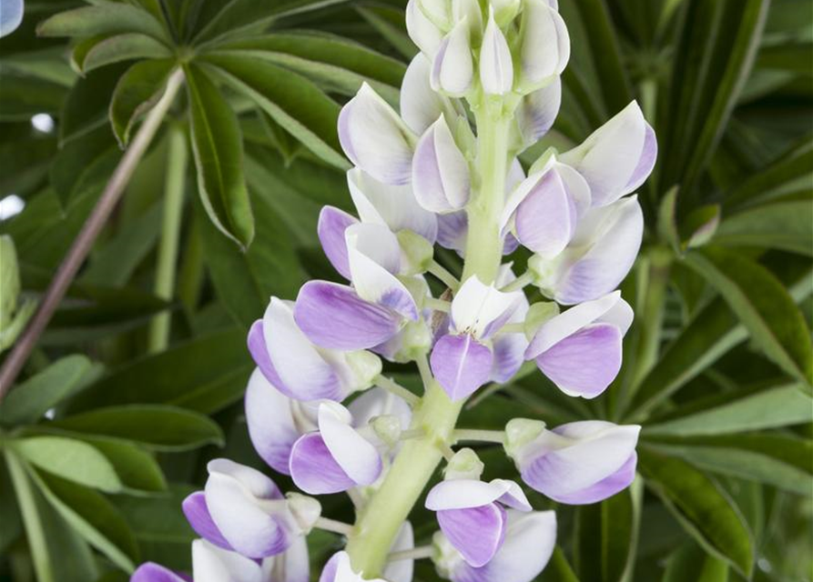 Lupinus polyphyllus, Vielblättrige Lupine