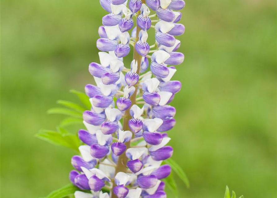 Lupinus polyphyllus, Vielblättrige Lupine