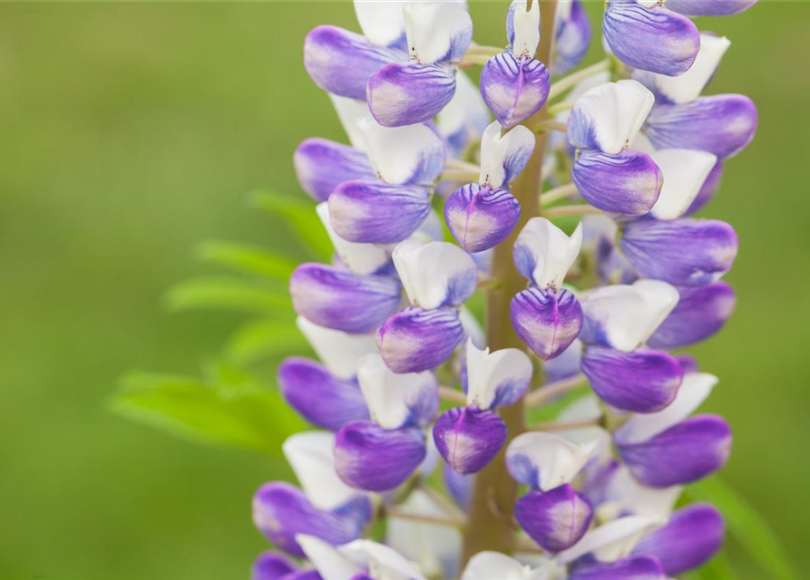 Lupinus polyphyllus, Vielblättrige Lupine