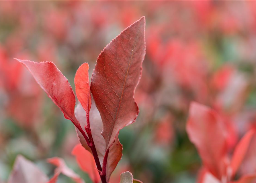 Photinia fraseri 'Little Red Robin', Glanzmispel 'Little Red Robin'